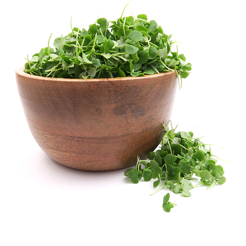 Micro Basil | Plants & Co.